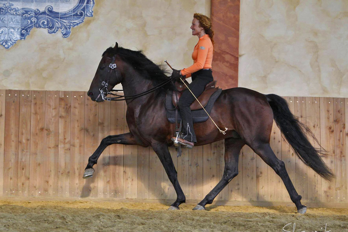 Breeding / horse agency – Andrea Jaenisch